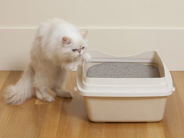 Cat Not Using Litter Box? (THE COMPLETE GUIDE) - Cat Tree UK