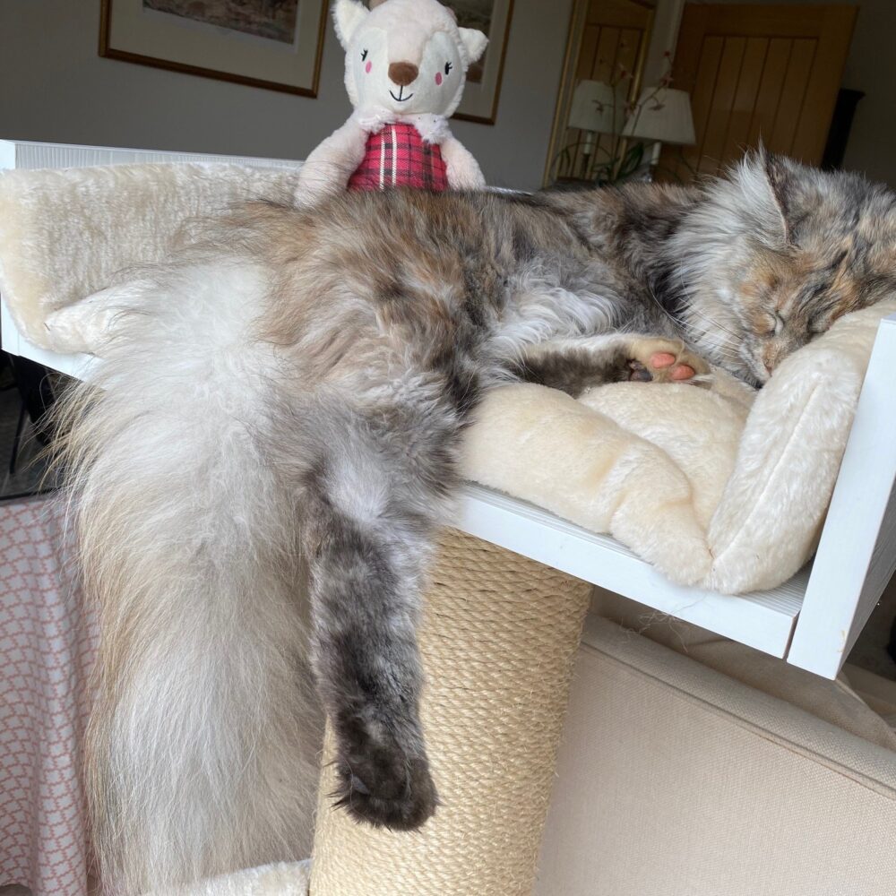 Coping with the Sudden Death of a Cat: Understanding, Healing, and ...