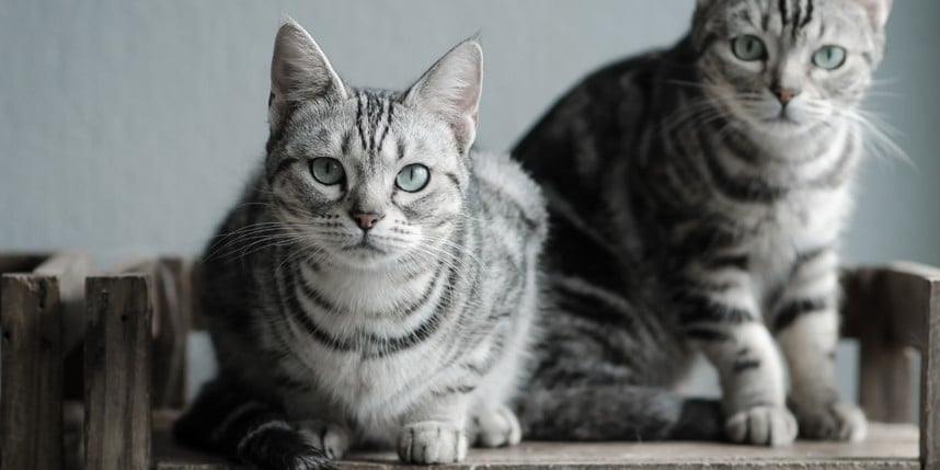 Choosing A Second Cat? | Cat Tree UK