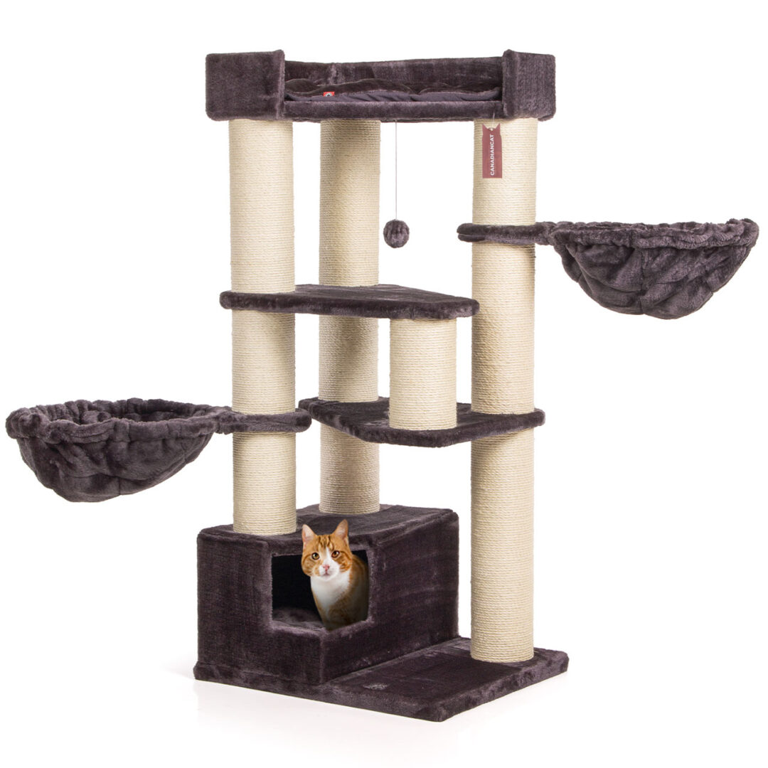 Understanding Cat Mood Swings Guide - Cat Tree UK