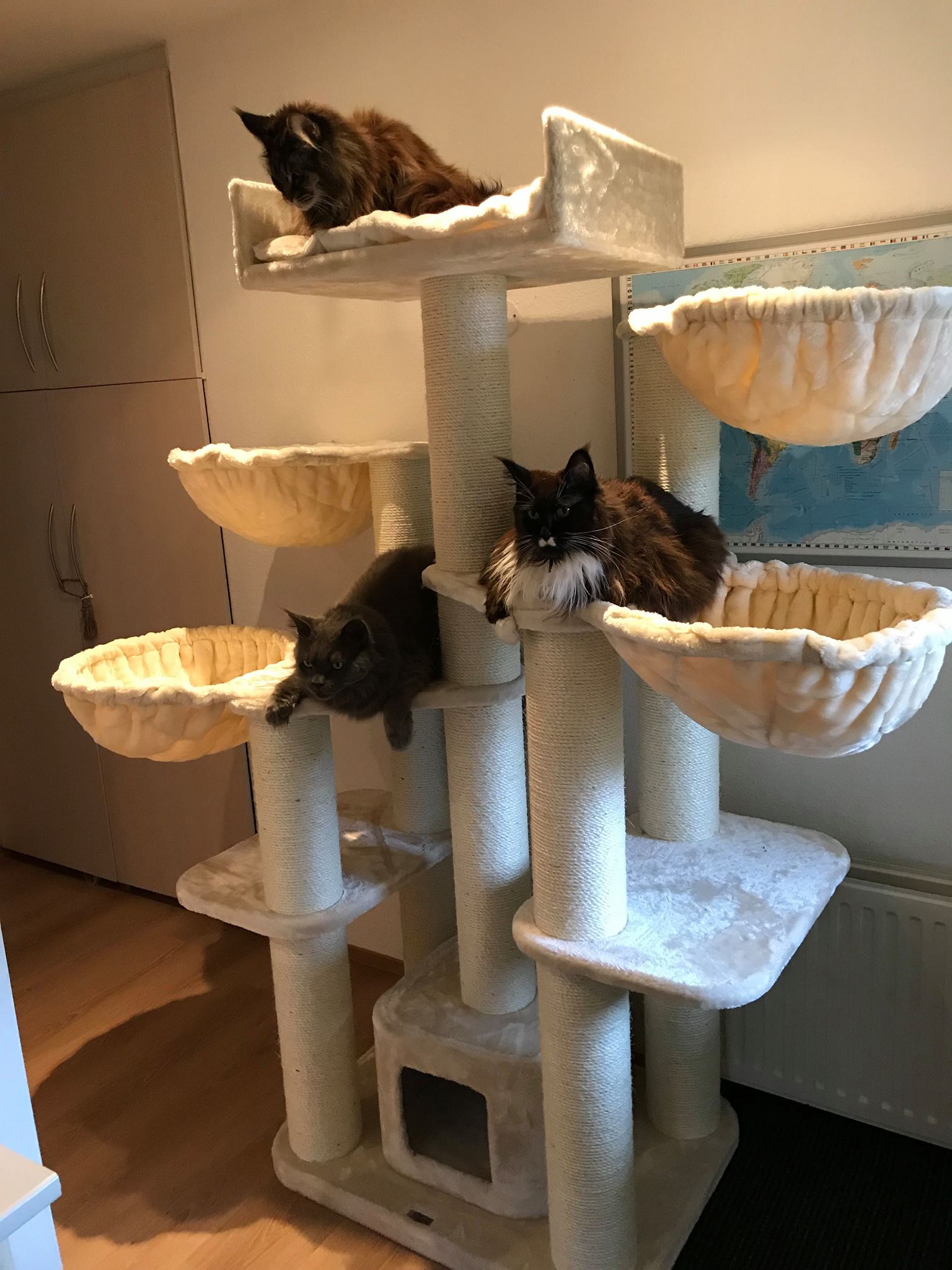 Our Happy Cats! - Cat Tree UK