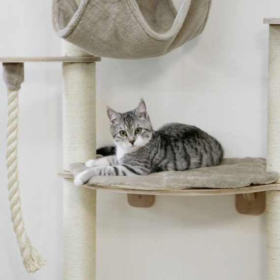 Wall Mounted Cat Trees | FREE DELIVERY & LOWEST PRICES