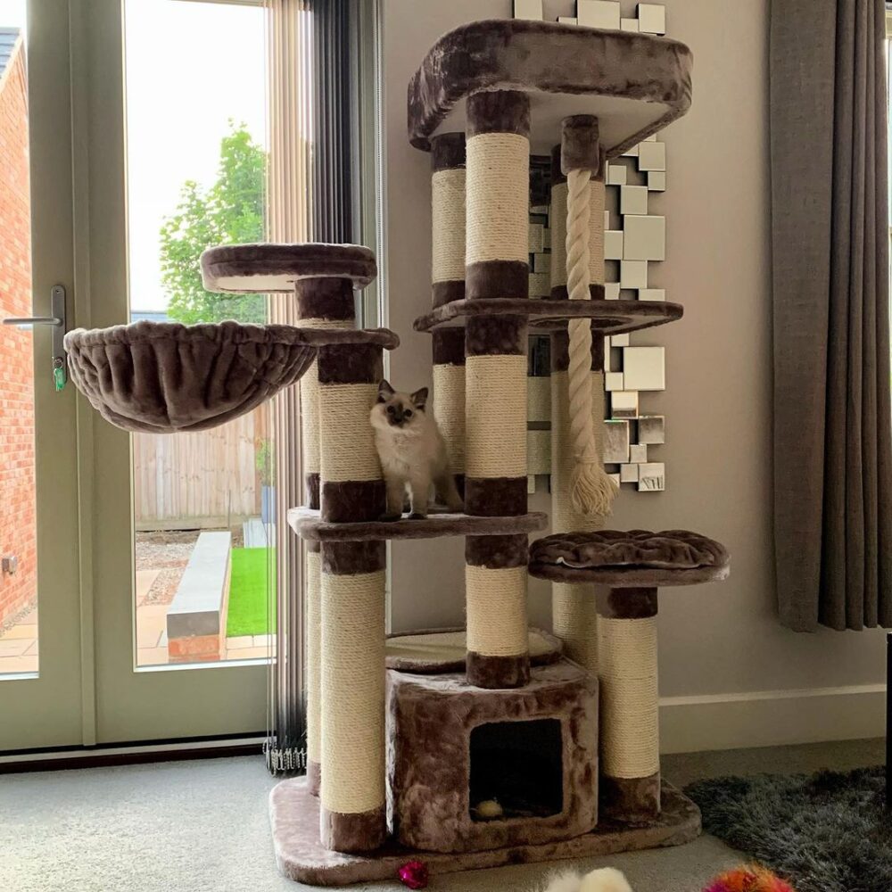 Cat Trees | LOWEST PRICES GUARANTEED | FREE DELIVERY