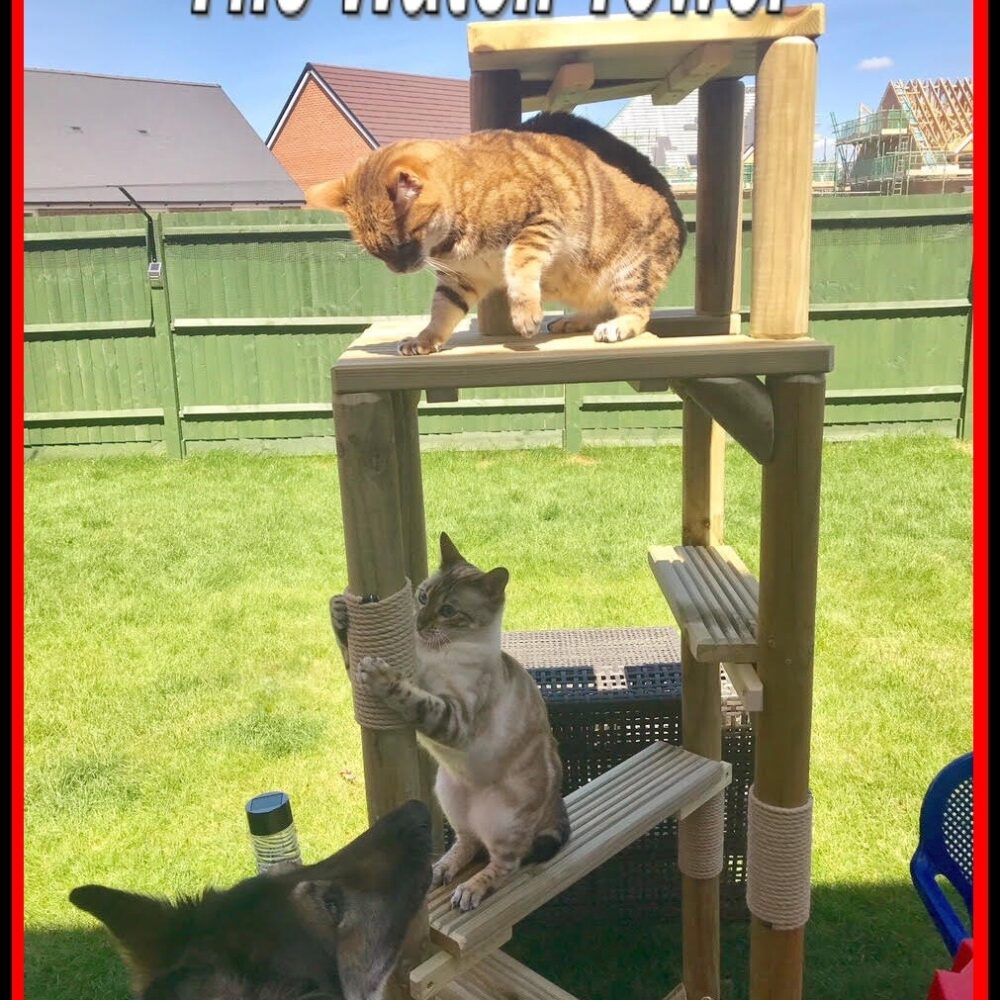 Outdoor Cat Trees UK - LOWEST PRICES GUARANTEED | FREE DELIVERY