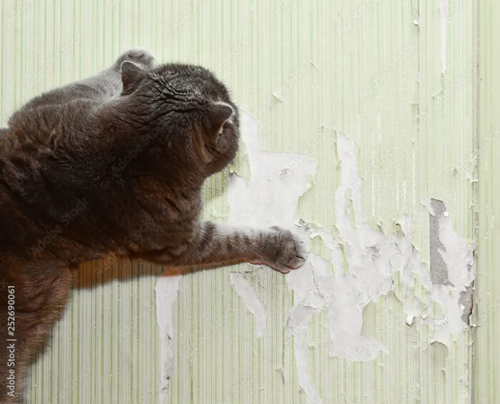 Protecting Your Wallpaper from Feline Claws: Tips and Tricks - Cat Tree UK