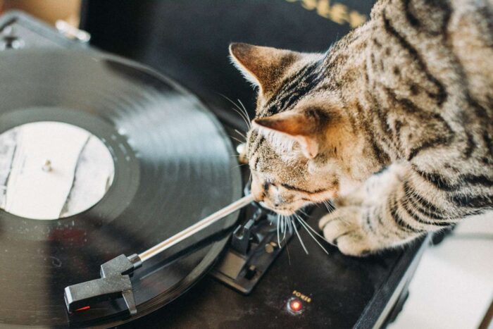 Can Music Affect Your Cats Mood - Cat Tree UK