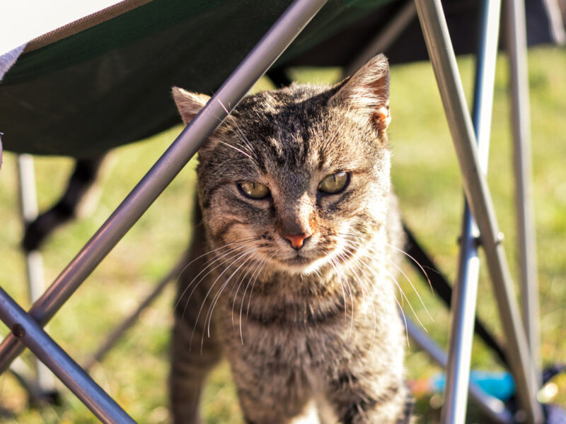 Essential Tips for a Cat-Safe BBQ - Cat Tree UK