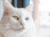 Understanding Cats with Different Colored Eyes - Cat Tree UK