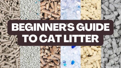 The Different Types of Cat Litter: Which is Best for Your Cat? - Cat ...